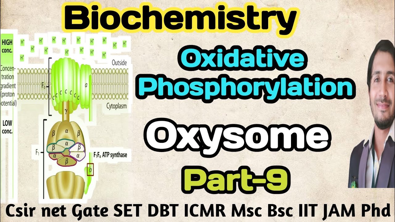 Biochemistry - Oxidative Phosphorylation - Part-9 Structure of Oxysome ...