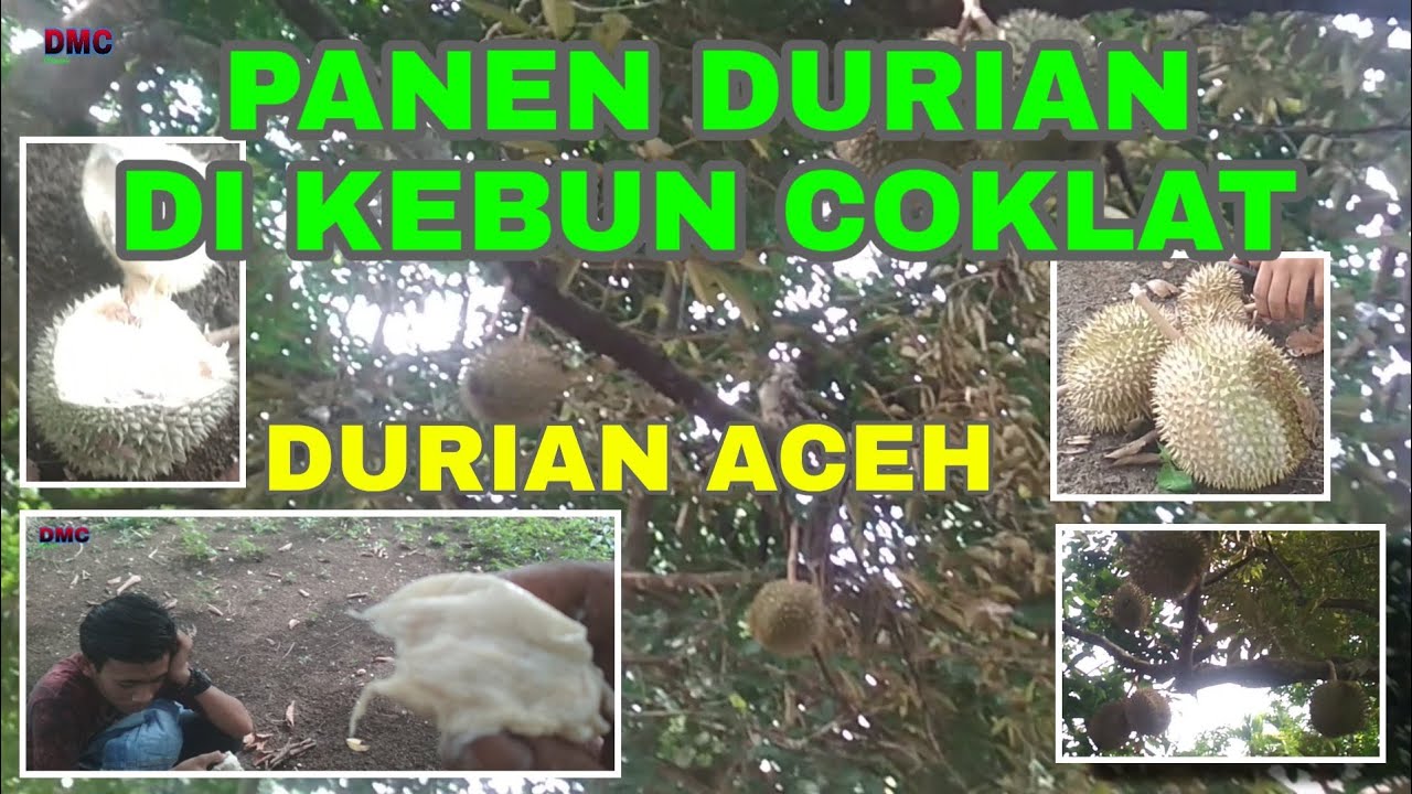 PANEN DURIAN ASLI ACEH | DI KEBUN COKLAT. - YouTube
