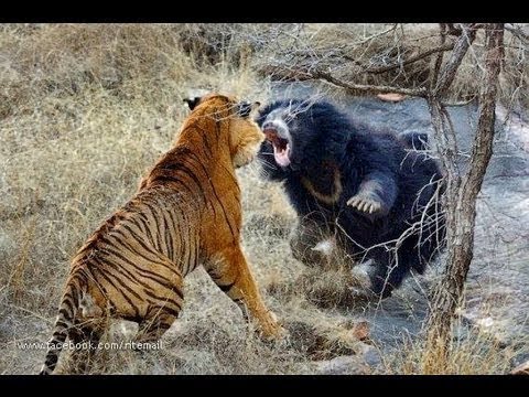 THE TOP 10 || TOP 10 ANIMALS TEAMWORK || When Animals fight - Power ...