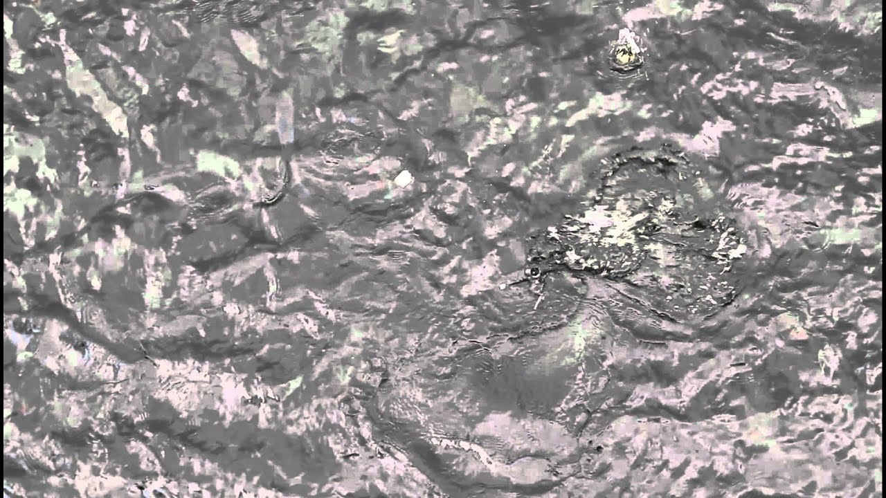 Feeding catfish and carp in Chernobyl - YouTube