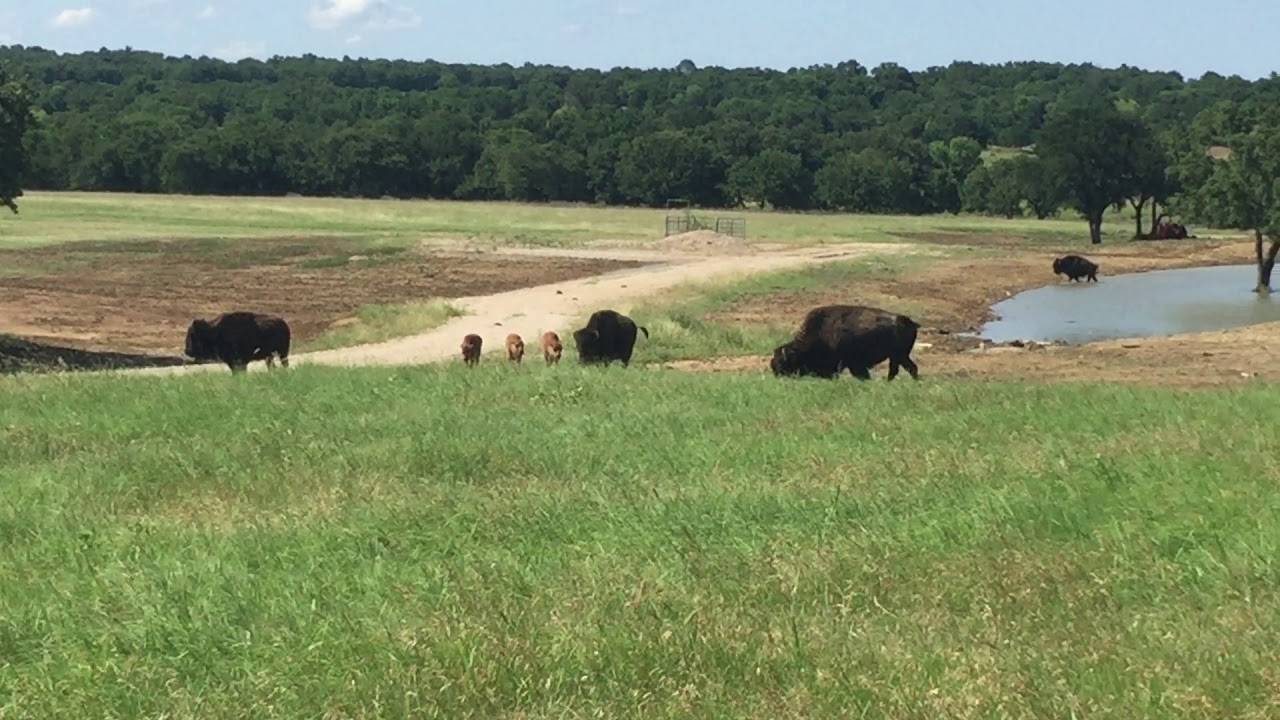 Father Bison swimming on Fathers Day - YouTube