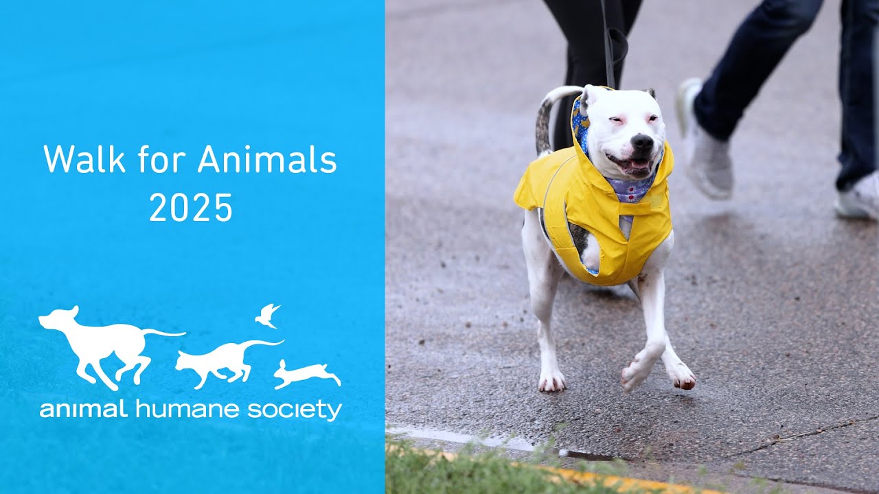 Help us make a difference for animals in need | Walk for Animals 2025 ...
