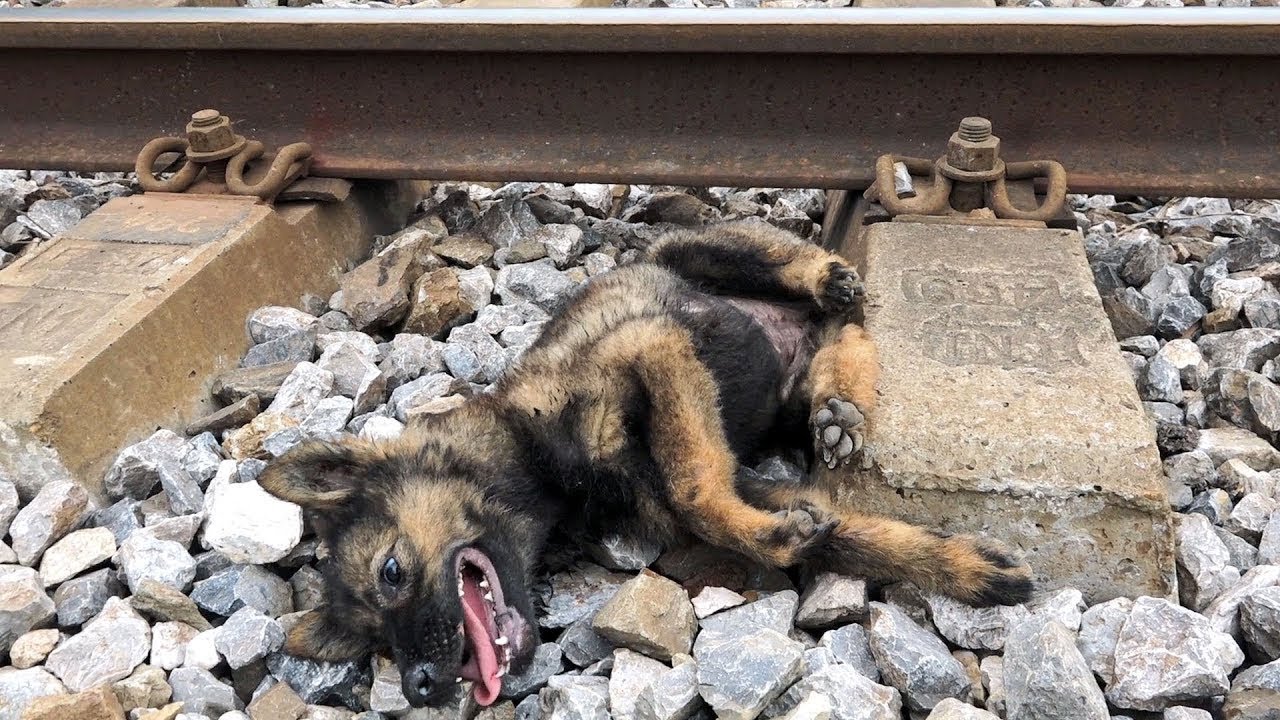 Rescue Dog Train Accident eyes full of tears begging for help, Dog ...