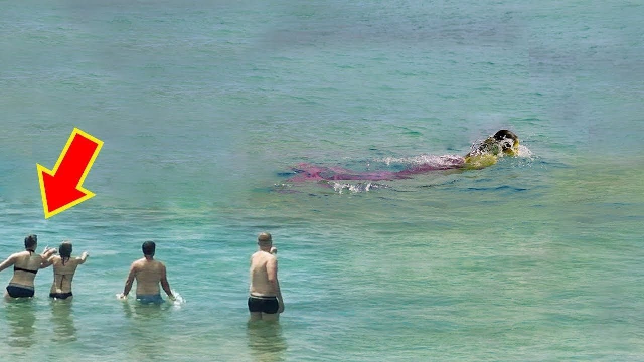 SIRENA REAL CAPTADA!!!TIENES QUE VER ESTO!EL CANTO DE LAS SIRENAS - YouTube