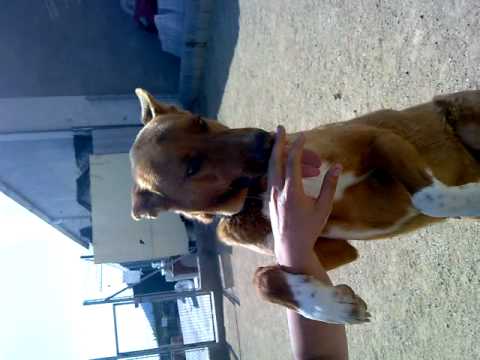 CALDES ANIMAL: Ron - ADOPTAT!!! - YouTube