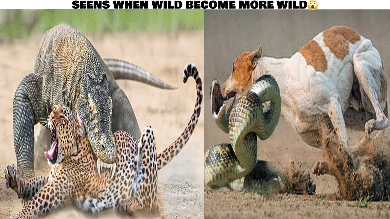 12 Unexpected Animal Fights | Animal Fights | Wildlife Photography ...