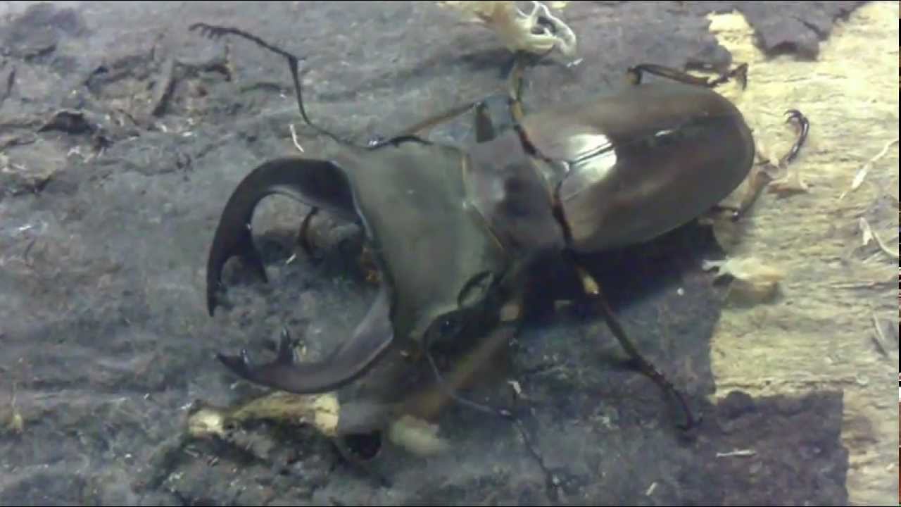 HD Cyclommatus pulchellus from Kingdom of Beetle Taiwan (origin :Papua ...