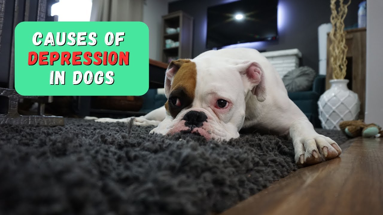 Causes of depression in dogs | depression in dogs | signs of depression ...