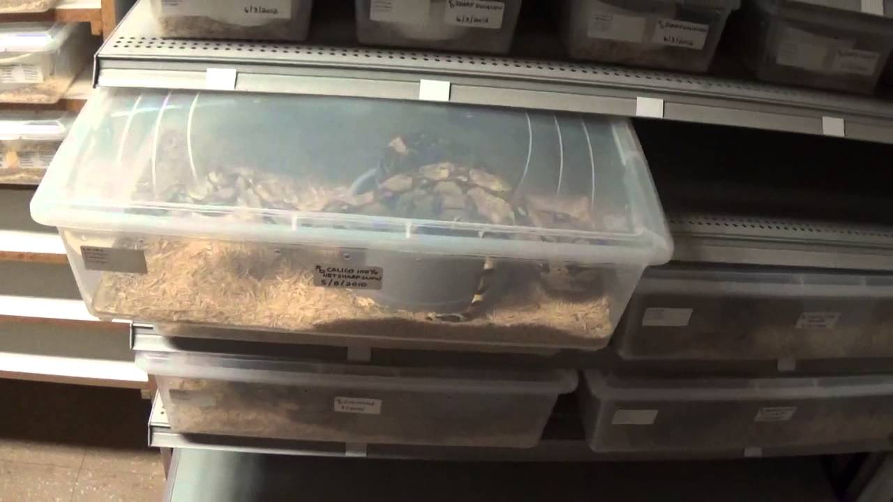 Tour of the snake room - YouTube