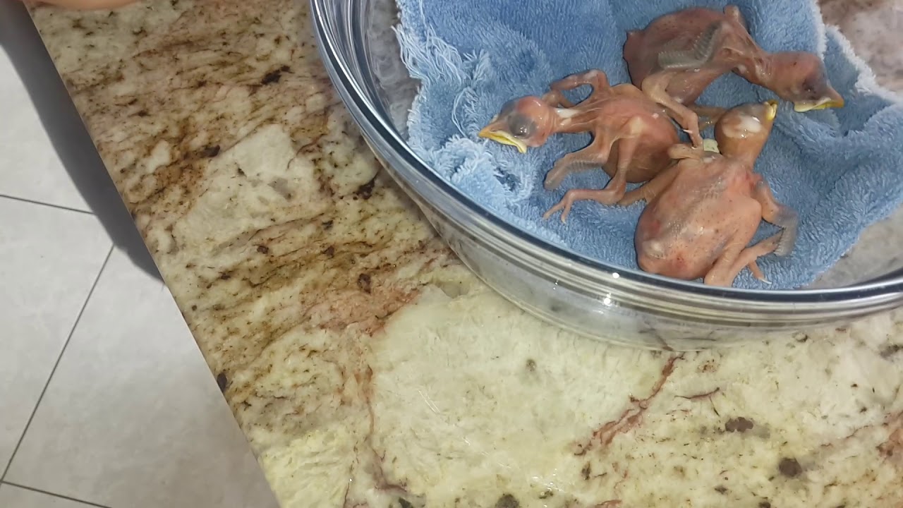 Feeding baby myna birds - YouTube