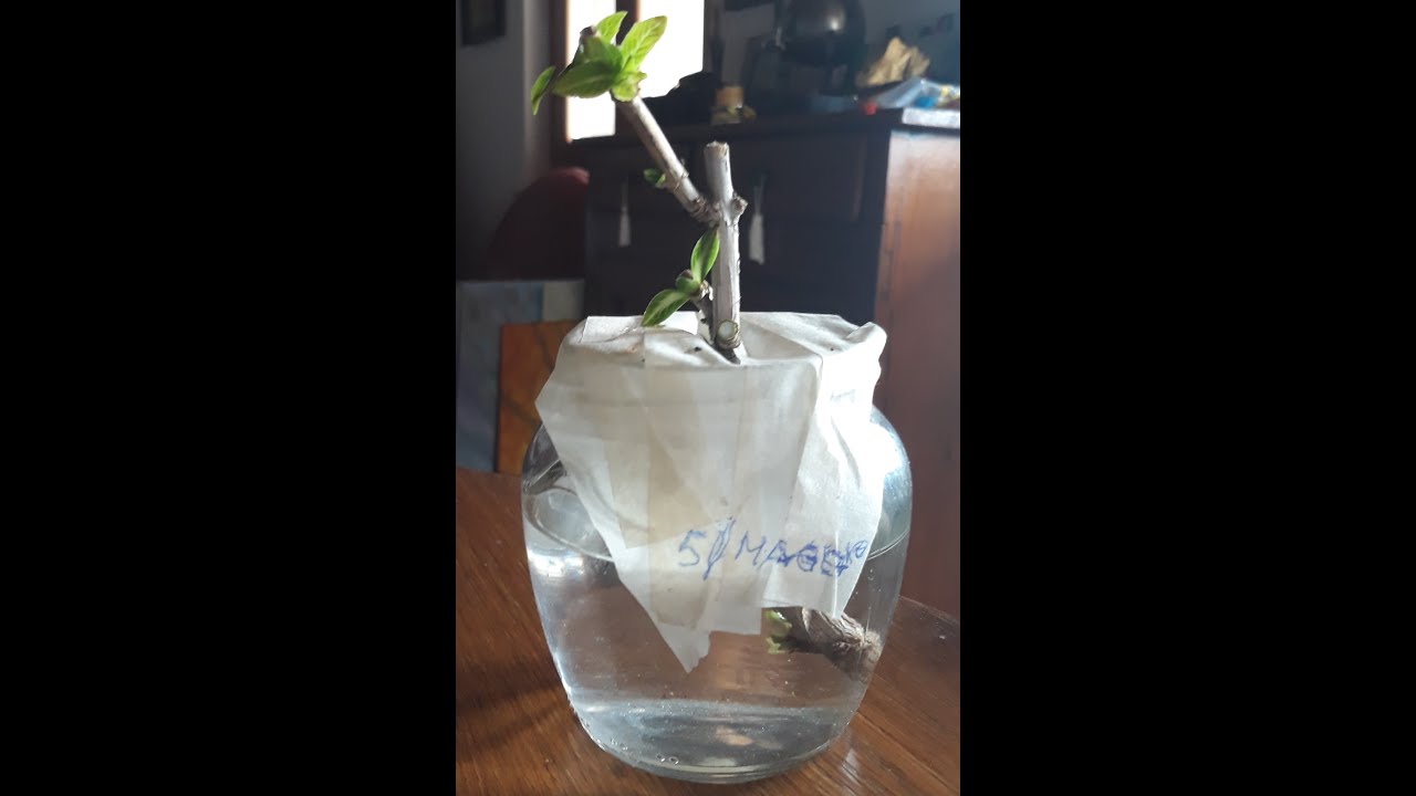 Come creare talee che radicano in acqua o caso con terra - YouTube