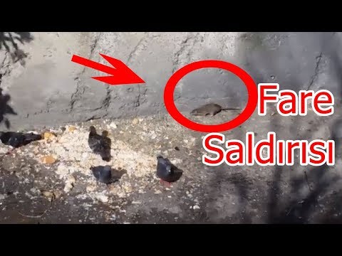 Güvercinlere Saldıran Fare! Yedimi Yoksa?