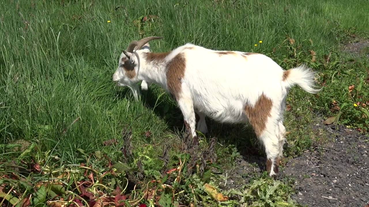 Goats Farm Highlands Of Scotland - YouTube