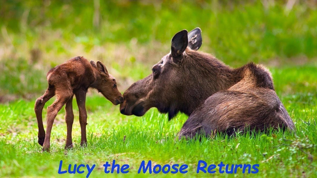 Lucy the Alaska Moose Returns - YouTube