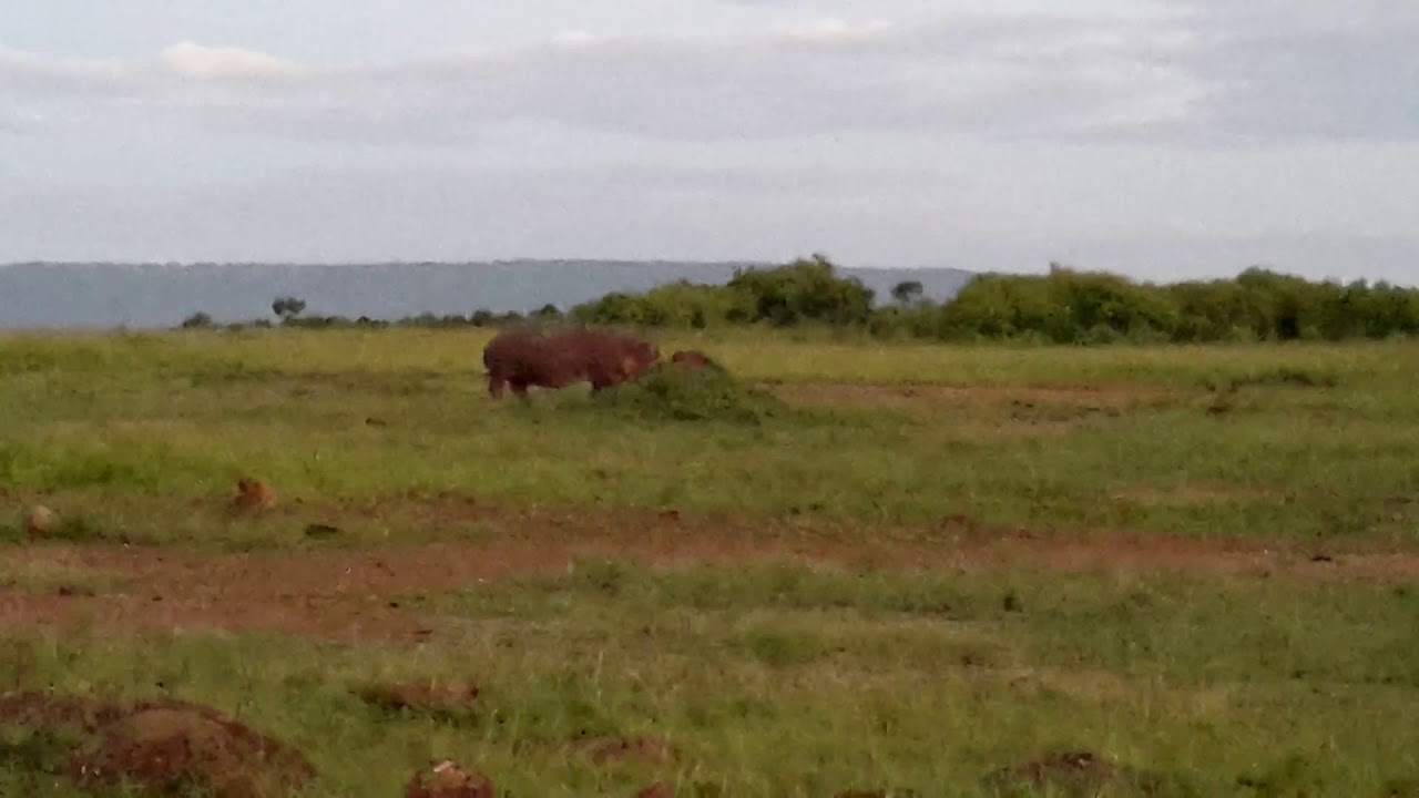 Morning hippo - YouTube