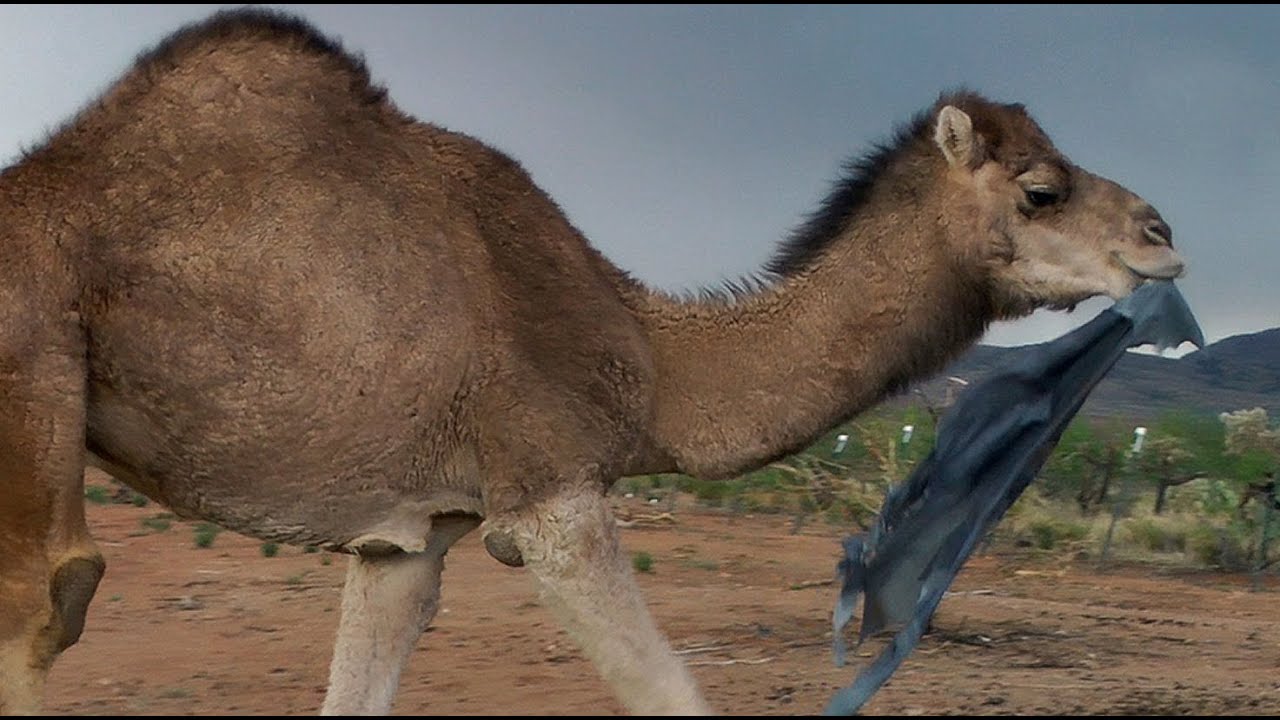 CAMELS DESTROY EVERYTHING - YouTube