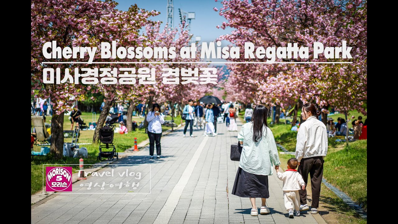 [4K] Cherry Blossoms at Misa Regatta Park 🇰🇷 / 미사경정공원 후문 겹벚꽃 / [Travel ...