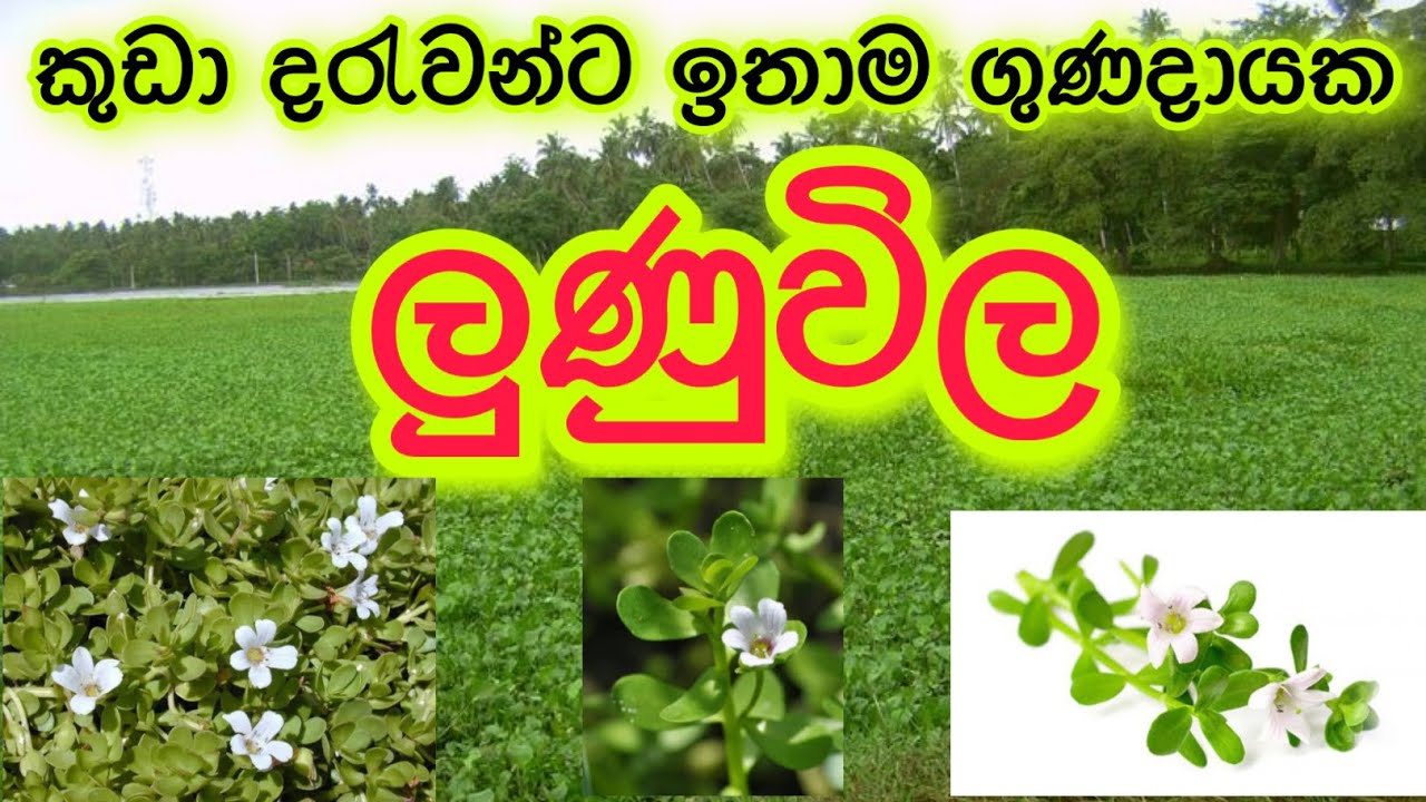 Lunuwila which enhances memory @ceylonnewsglobal6889 #ayurvedic #sri ...