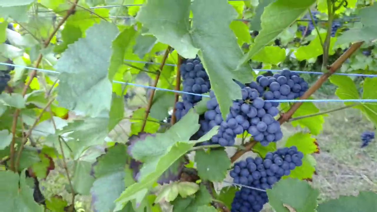 GRAPES FARM IN GERMANY - YouTube