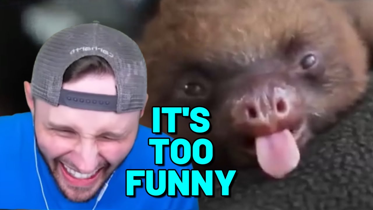 SSundee just couldn't stand funny animal videos - YouTube