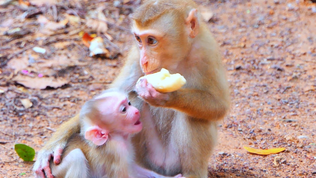 Sister Lucy teach her brother Luno how to eating without Milk - YouTube