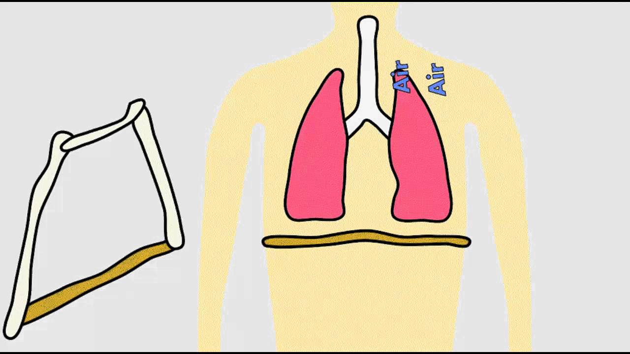 Respiratory Movement - YouTube
