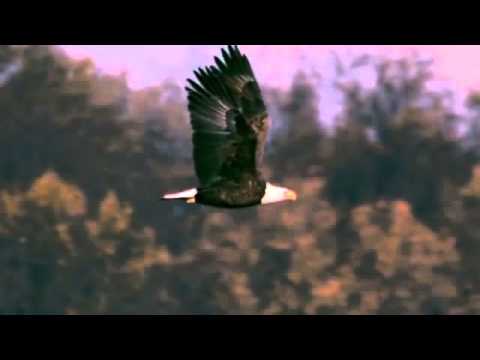 Slow motion reference of a bald eagle flight cycle from a side view ...