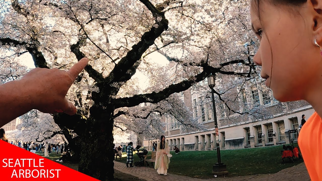 We Love Trees! UW Cherry Tree Blossoms 2023 - YouTube