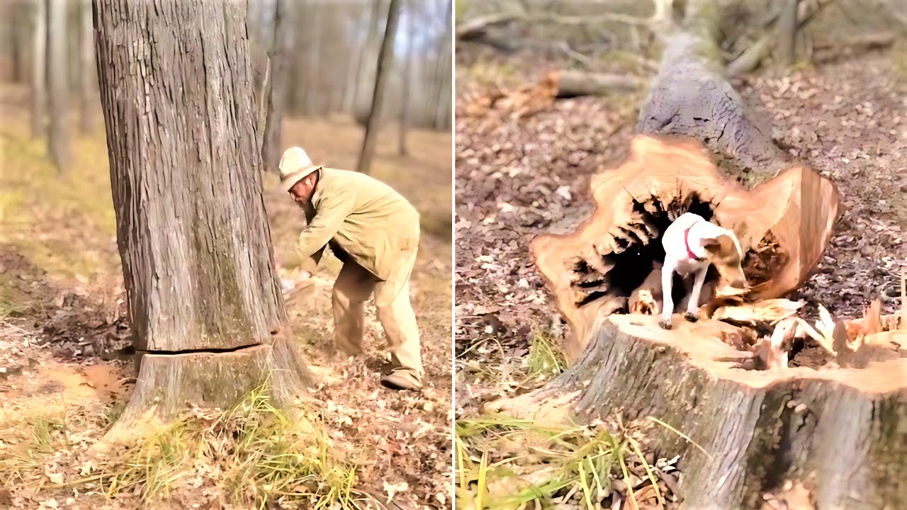 Man Finds Dog Inside Tree Trunk - YouTube
