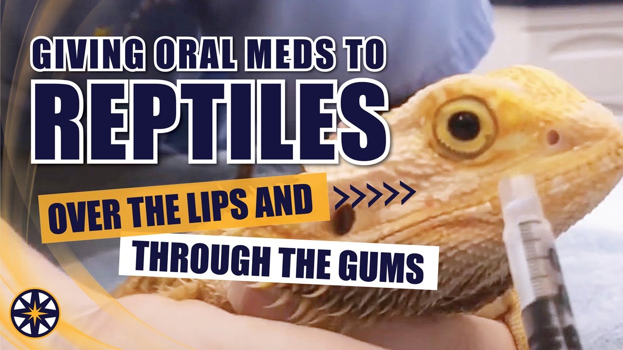 Oral Medications for Reptiles - YouTube