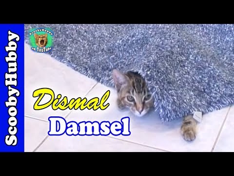 Dismal Damsel -- Cat Clips #83 - YouTube