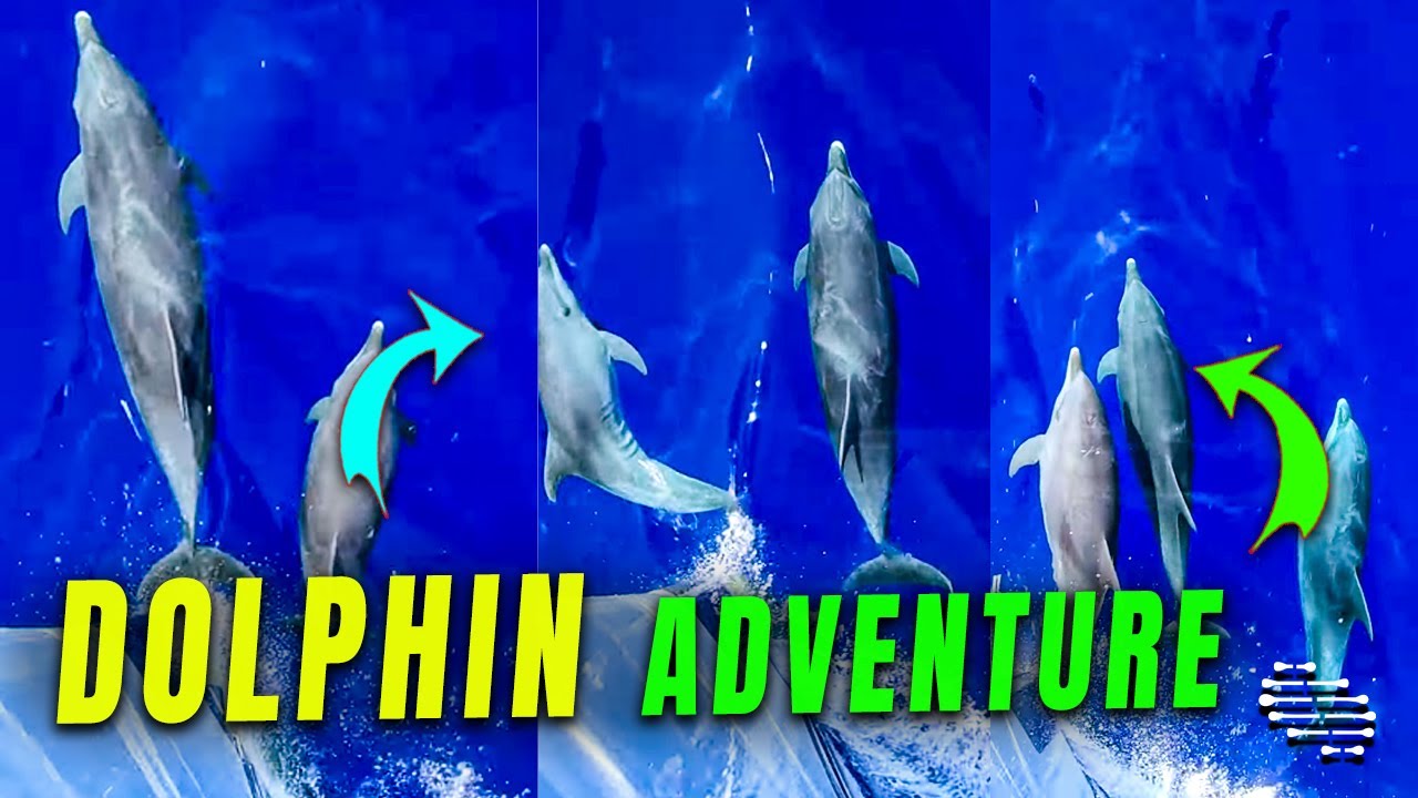 Captivating Dolphin Filming Adventure Aboard a Bahamian Boat - YouTube