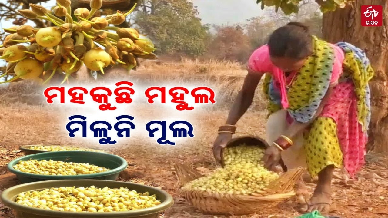 ମାଲାମାଲ ହେଉଛନ୍ତି ଦଲାଲ, ଶୋଷଣର ଶିକାର ମହୁଲ ଗୋଟାଳି || Kalahandi News ...