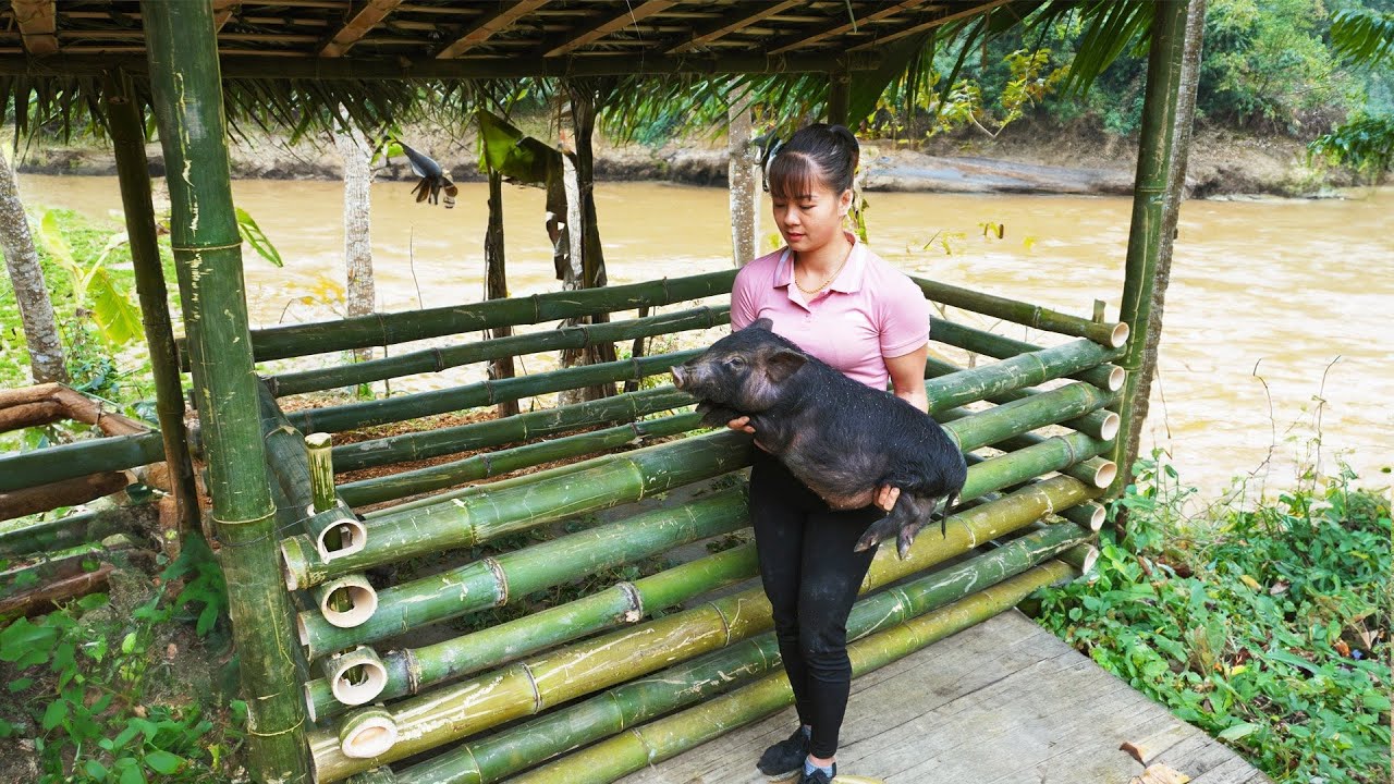 Build Pig House With Concrete Floor And Bamboo - Harvest Duck Eggs At ...