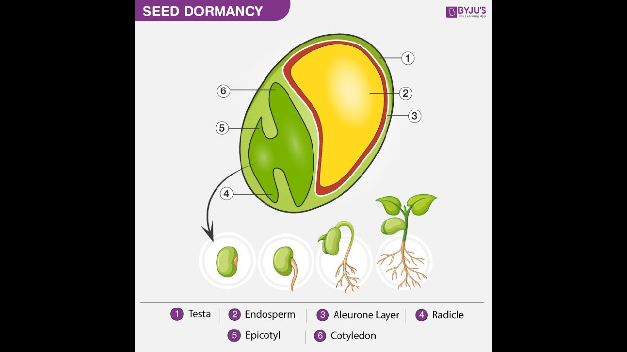 Seed,Characteristics of Quality Seed, Seed Treatment ,Seed Dormancy ...
