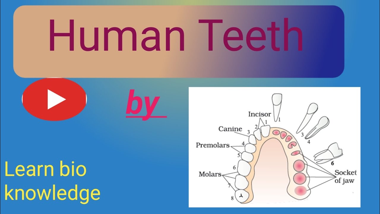 Human teeth .Human teeth and their functions. - YouTube
