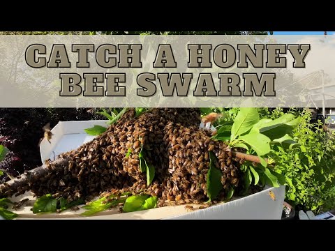 How To Catch A Swarm Of Bees Cut Branch