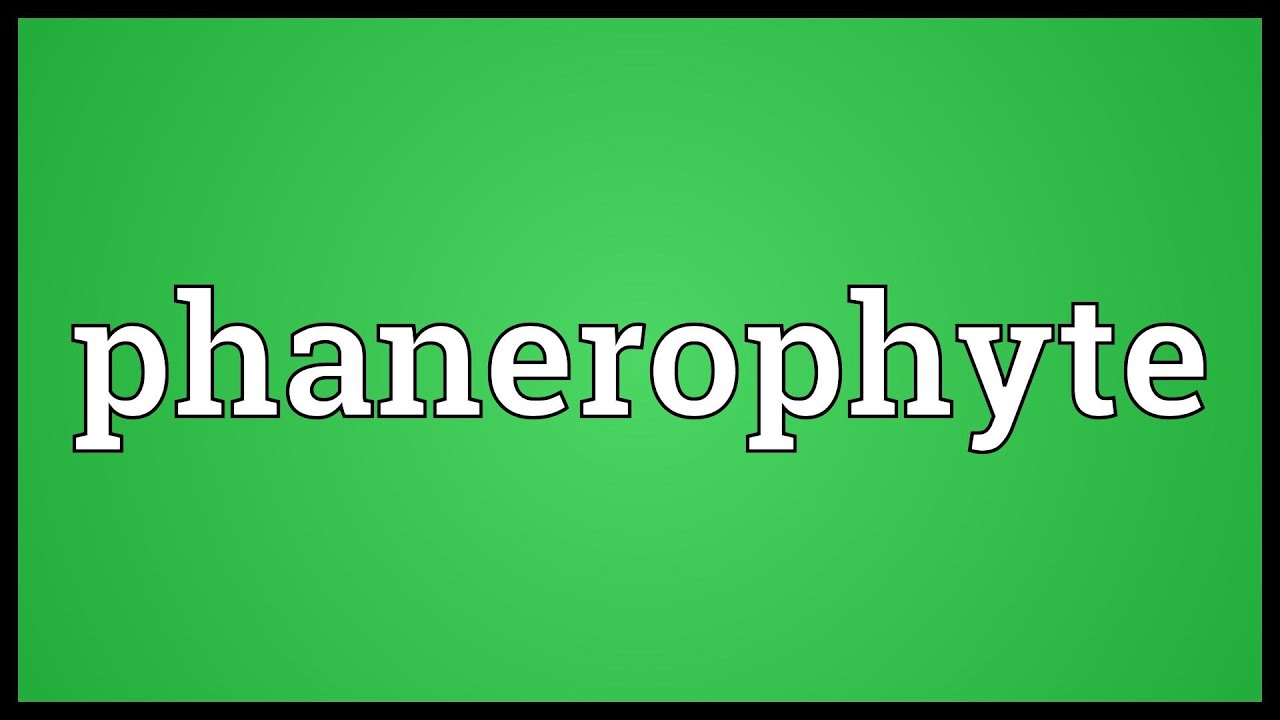 Phanerophyte Meaning - YouTube