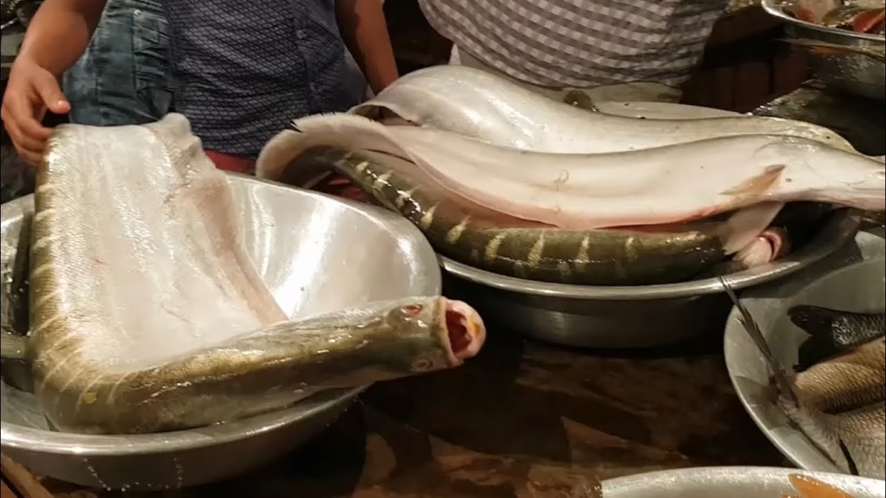 Kazir Bazar The Largest Whole Fish Market in Sylhet/কাজীর বাজার মাছ বাজার সিলেট - YouTube