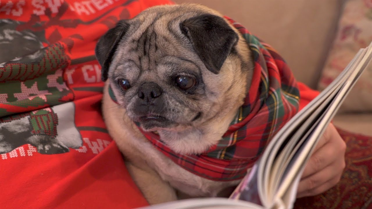 Snug Pug Christmas - GFLCD - YouTube