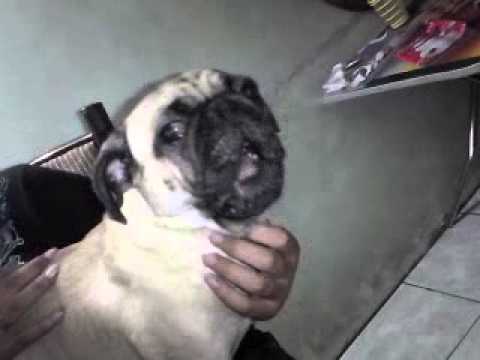 Pug loco - YouTube