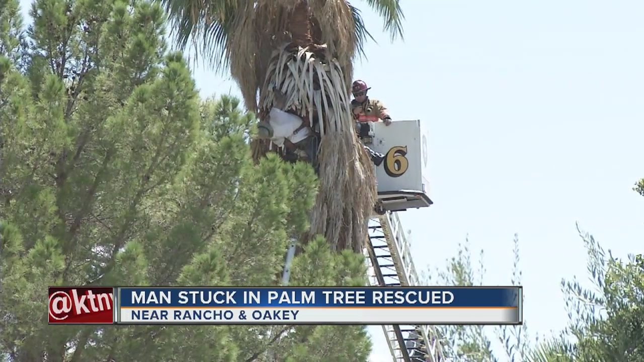 UPDATE: Fire department rescues man stuck in palm tree - YouTube