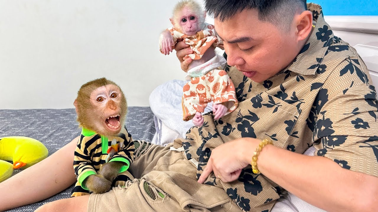 Monkey Mit peed on dad's pants and dad's way of handling it - YouTube