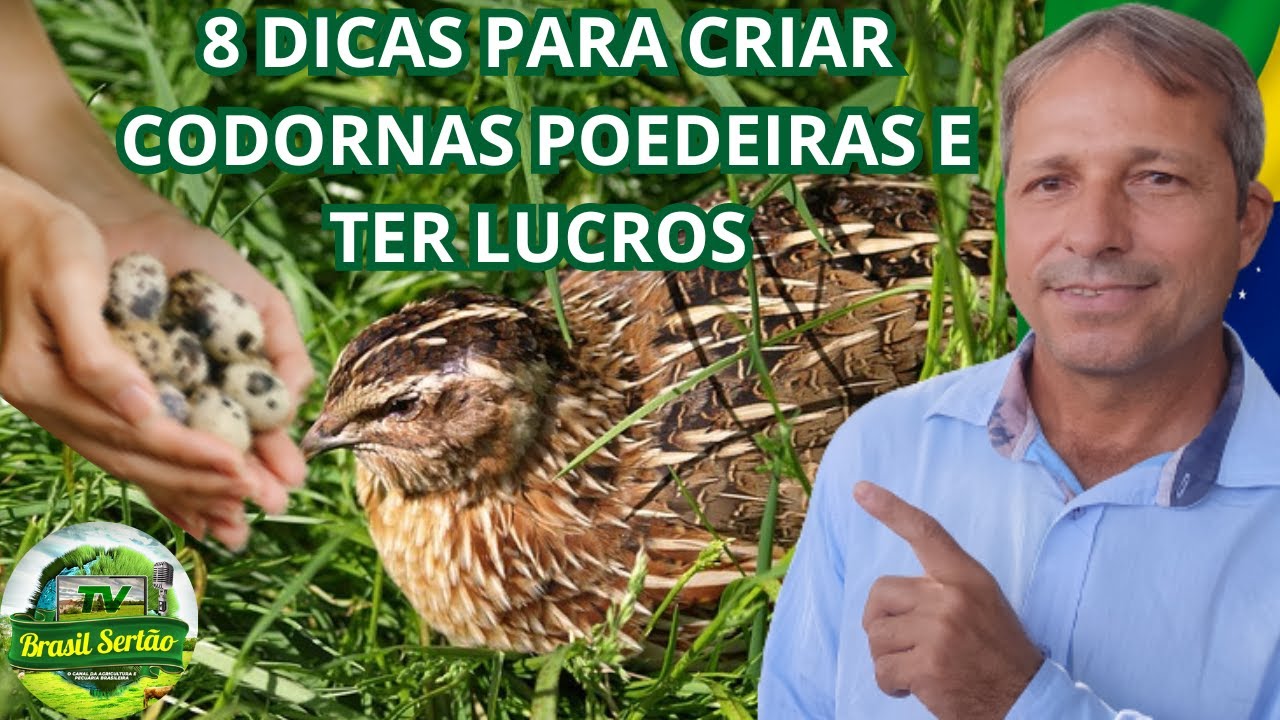 8 DICAS PARA CRIAR CODORNAS POEDEIRAS E TER LUCRO - YouTube