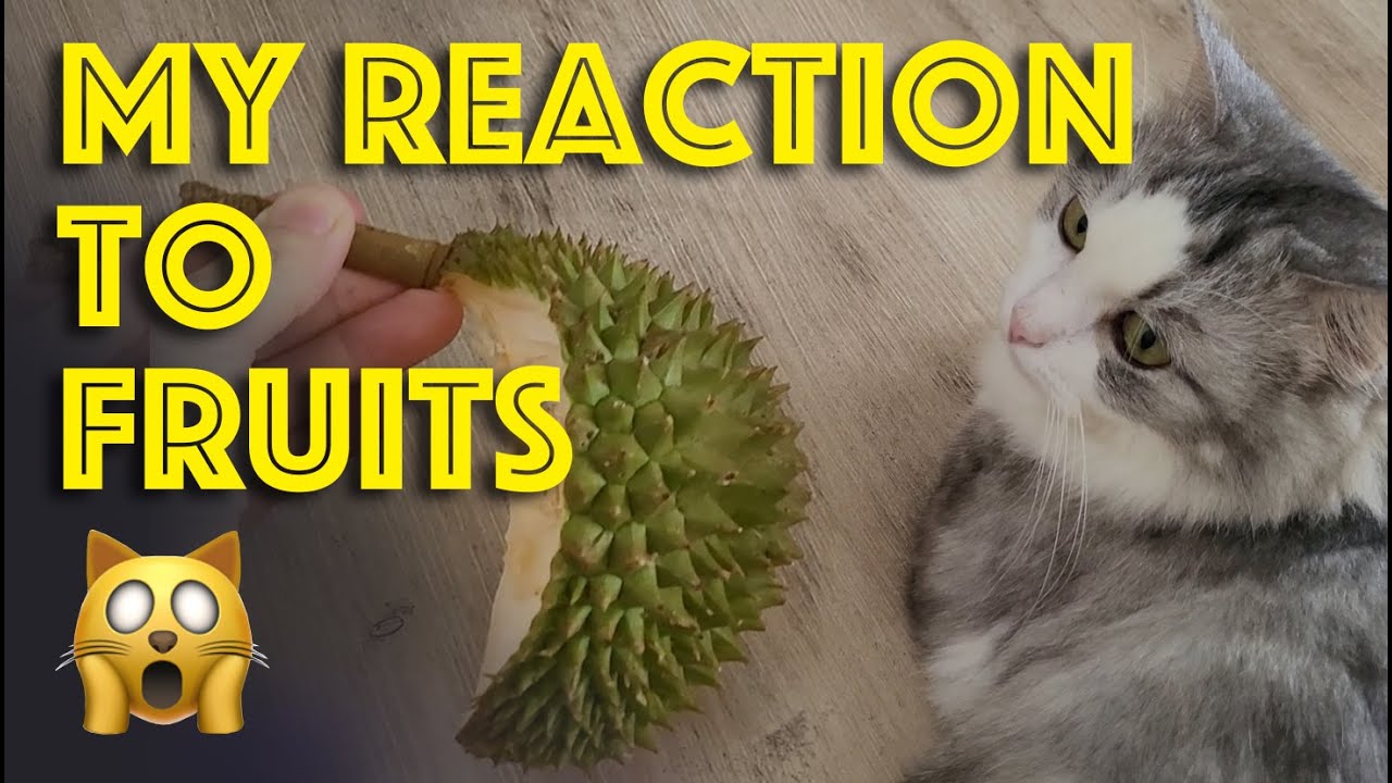 A cat's diary: Cat reaction to fruits - YouTube