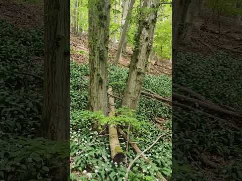 Intuitive singing spring vibes - YouTube