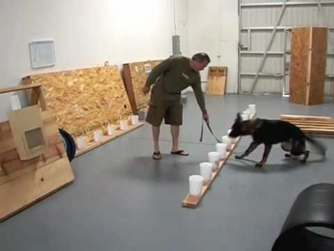"Diego" Available K9 at Falco K9 Academy - YouTube