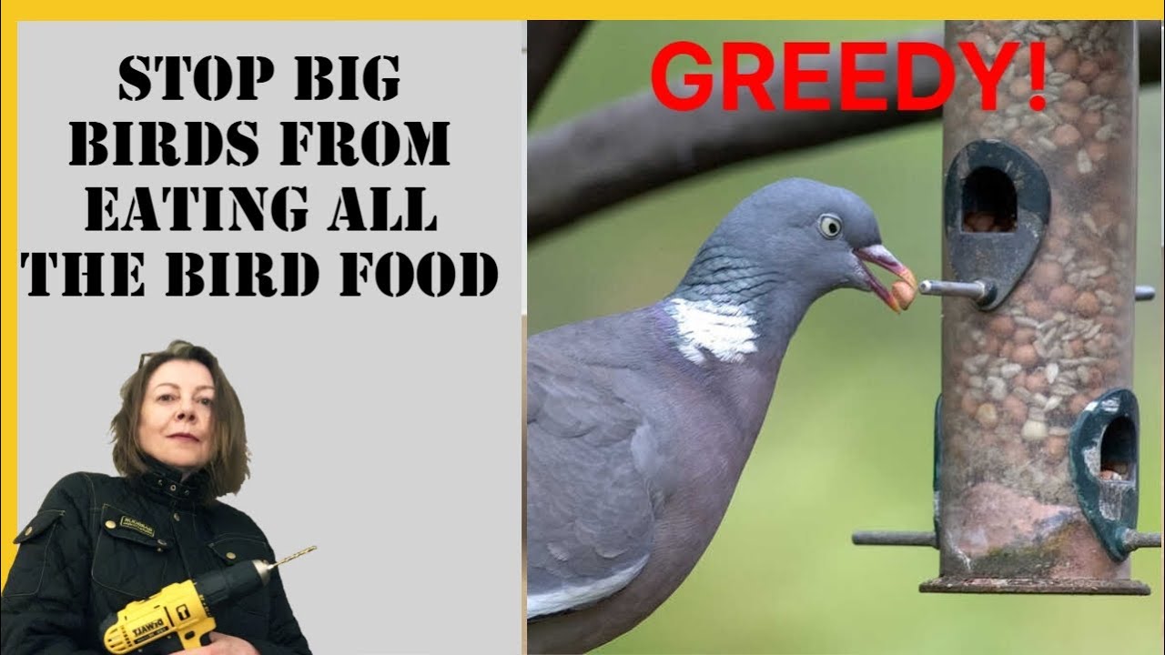 How to: Solve the problem of big birds eating all your bird food - YouTube