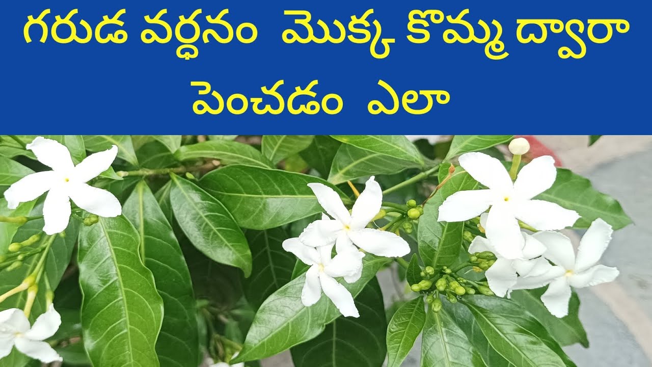 How to grow Nandhivardhanam plant from stem cuttings, నందివర్ధనం ...