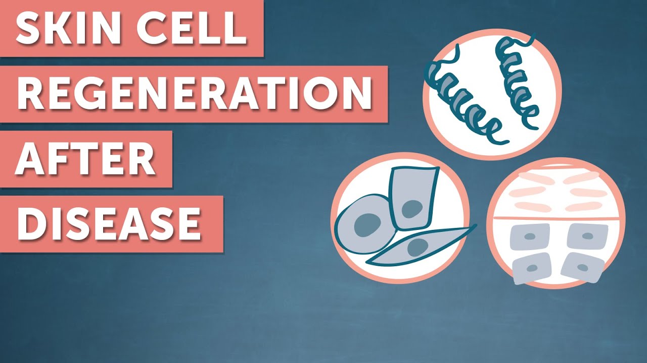 Skin Cell Regeneration after Disease and upon Ageing - YouTube